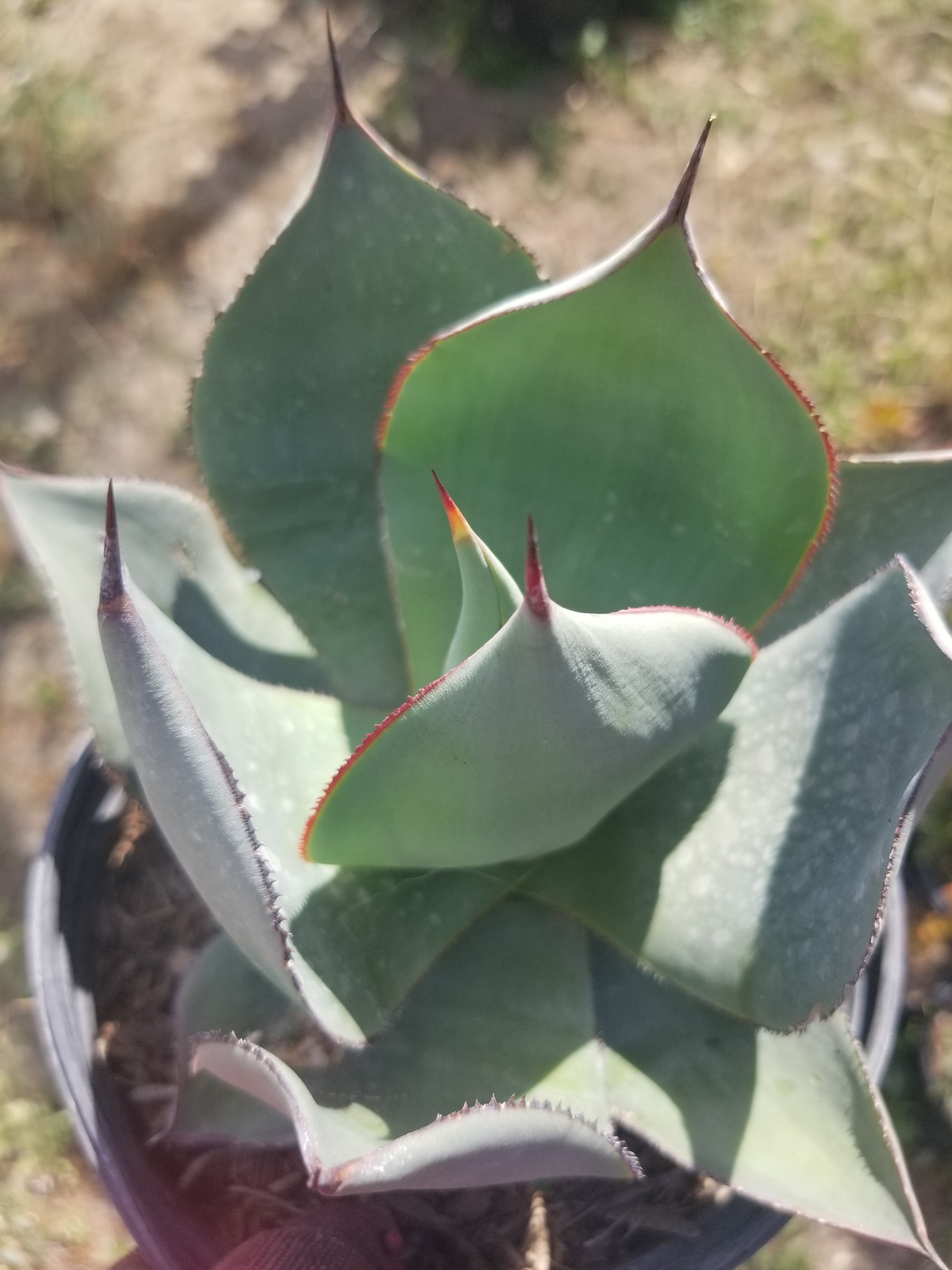 Agave Celsii Nova – Beaultiful Desert Plants