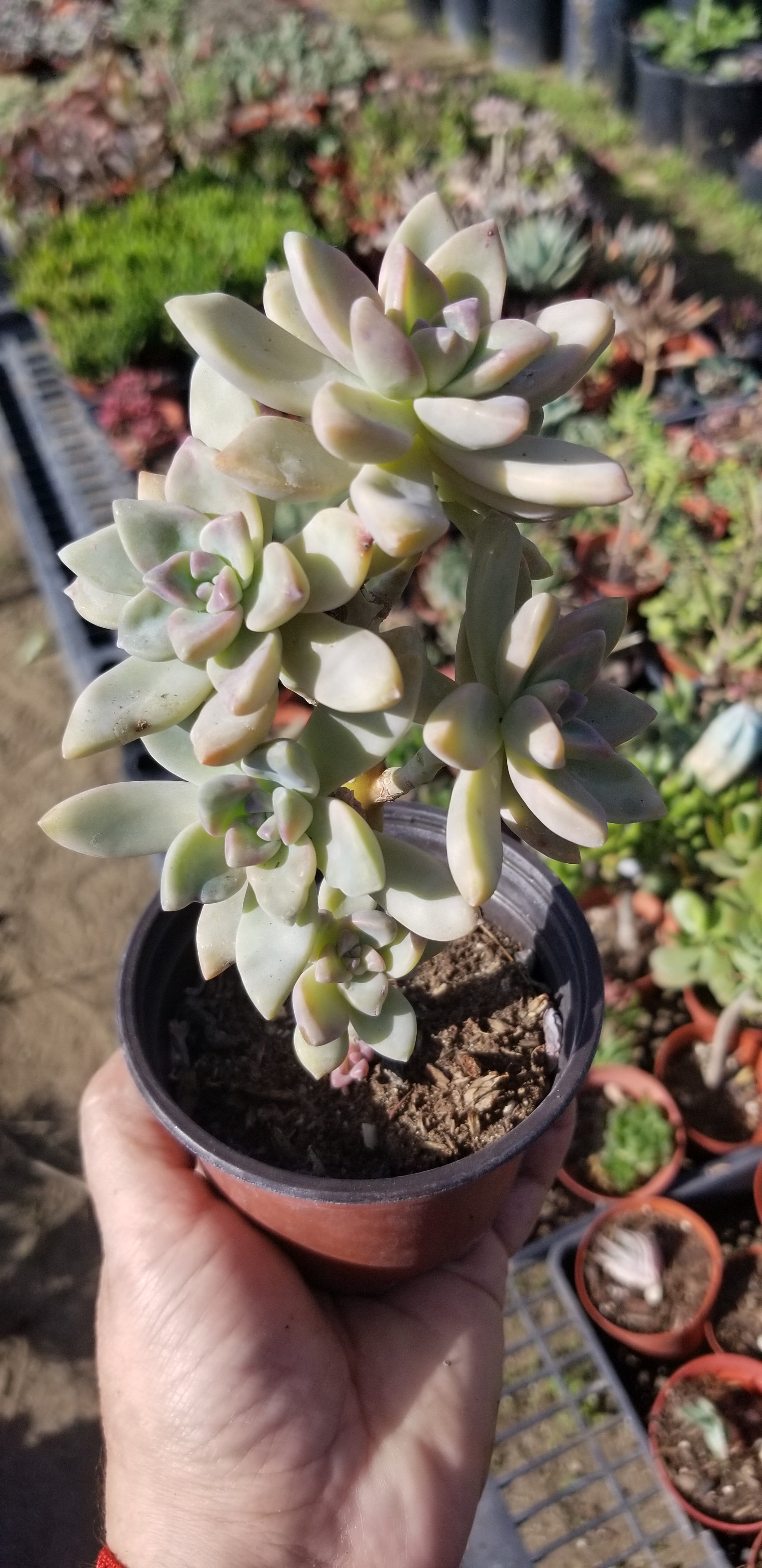 Graptopetalum Paraguayense "Gost Plant" (4" pot) – Beaultiful Desert Plants